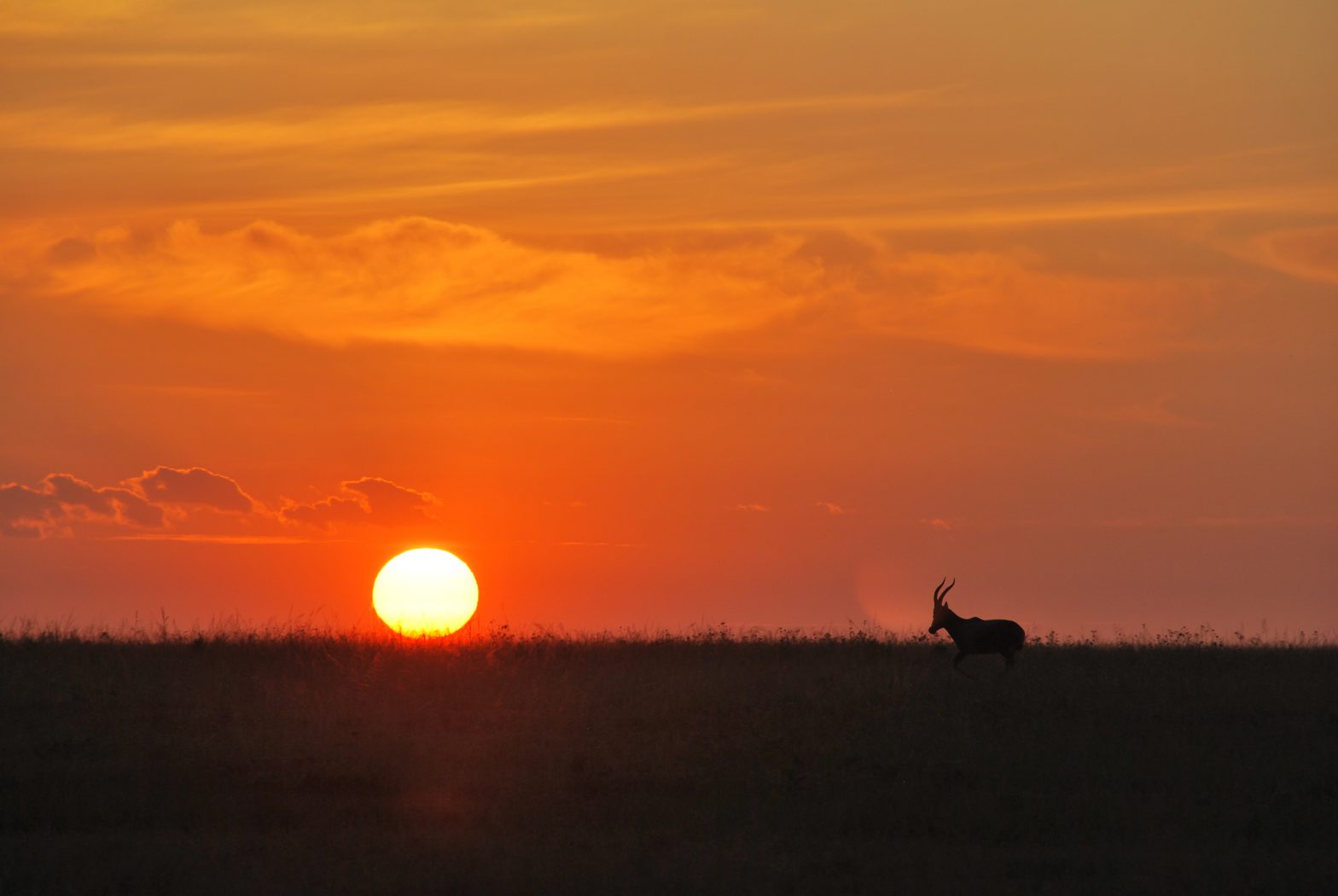 絶滅した動物たち…21世紀にも多くの動物たちが姿を消している | LIMEX LABO